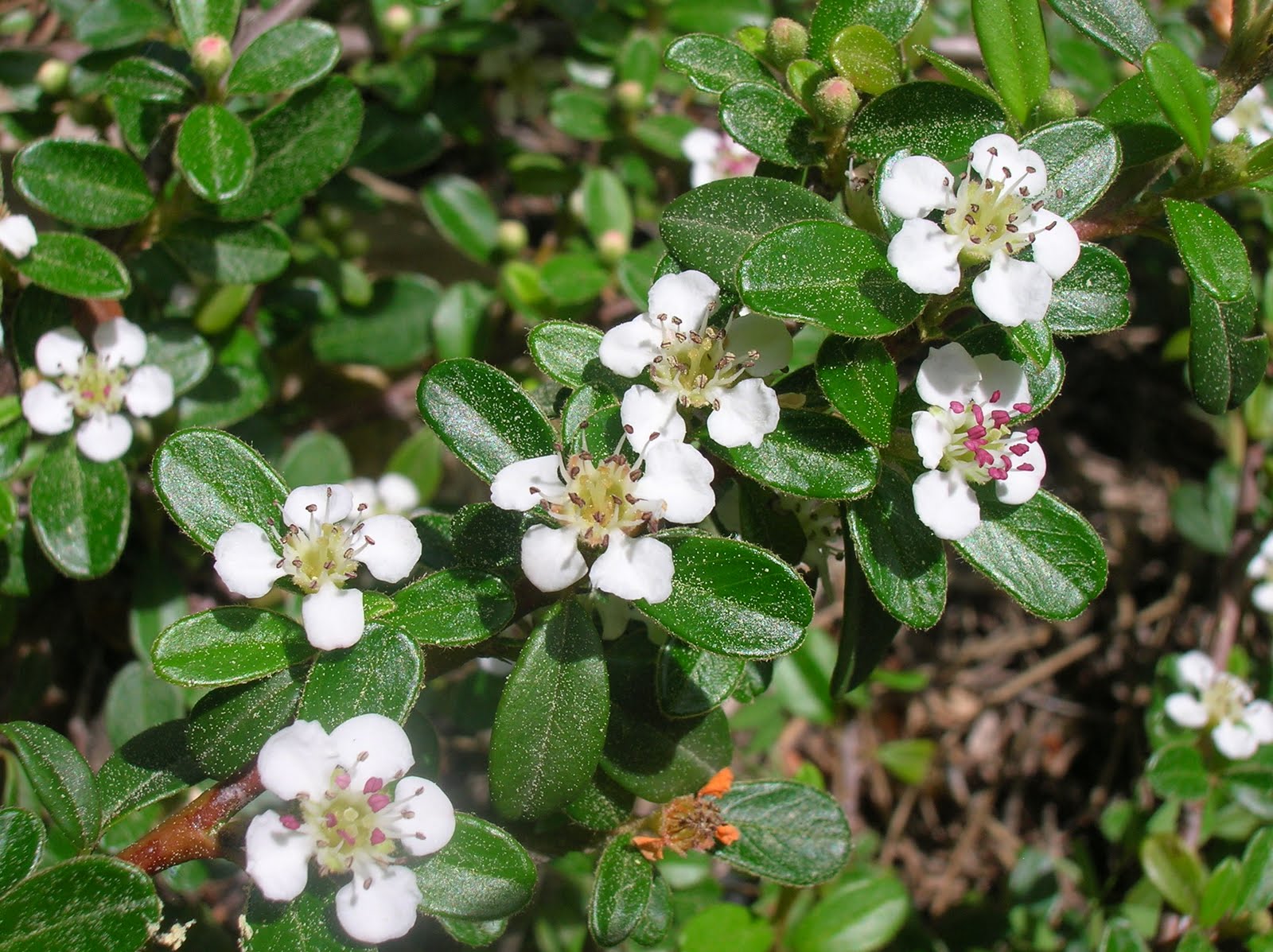 Recregarden: COTONEASTER HORIZONTALIS