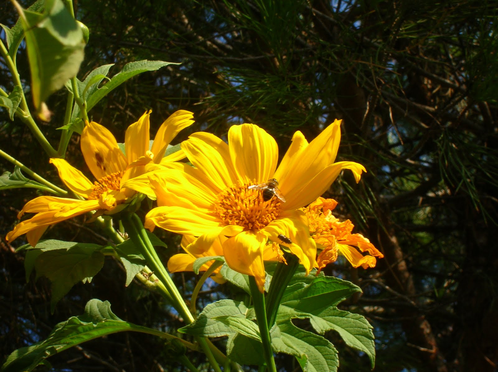 Recregarden: TITHONIA DIVERSIFOLIA