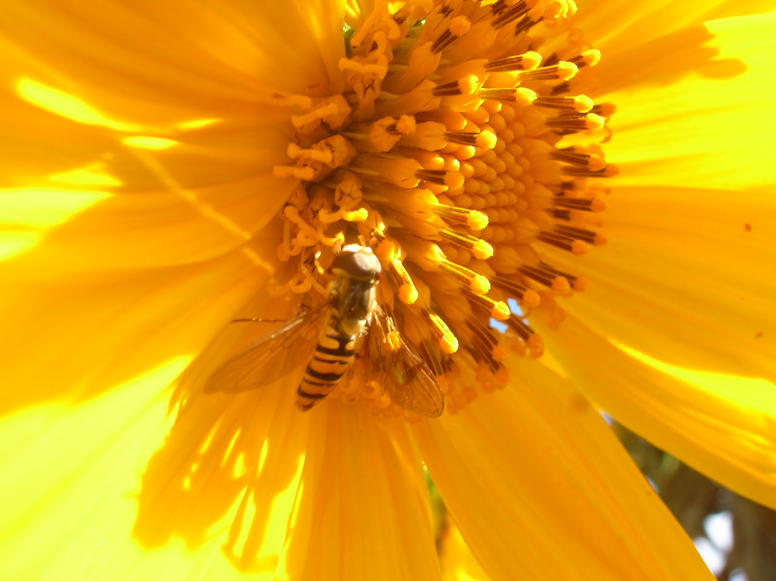 Recregarden: TITHONIA DIVERSIFOLIA