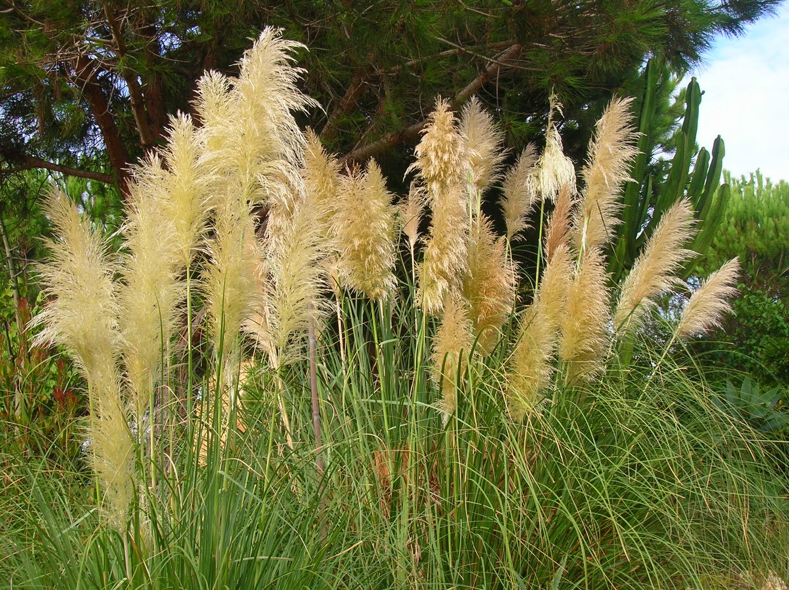 Recregarden: CORTADERIA SELLOANA
