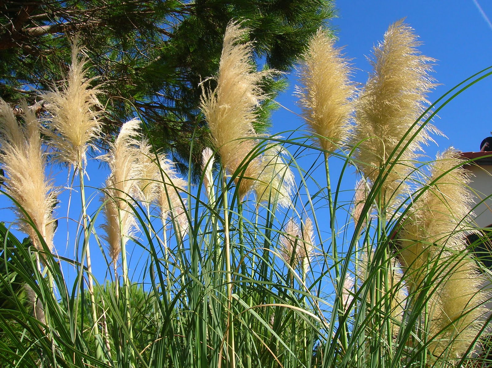 Recregarden: CORTADERIA SELLOANA