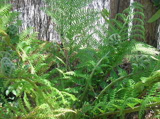 Recregarden: DICKSONIA FIBROSA