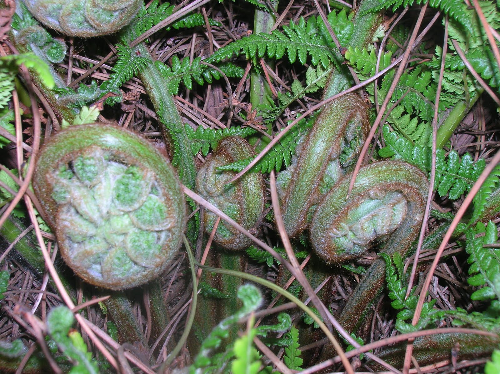 Recregarden: DICKSONIA FIBROSA