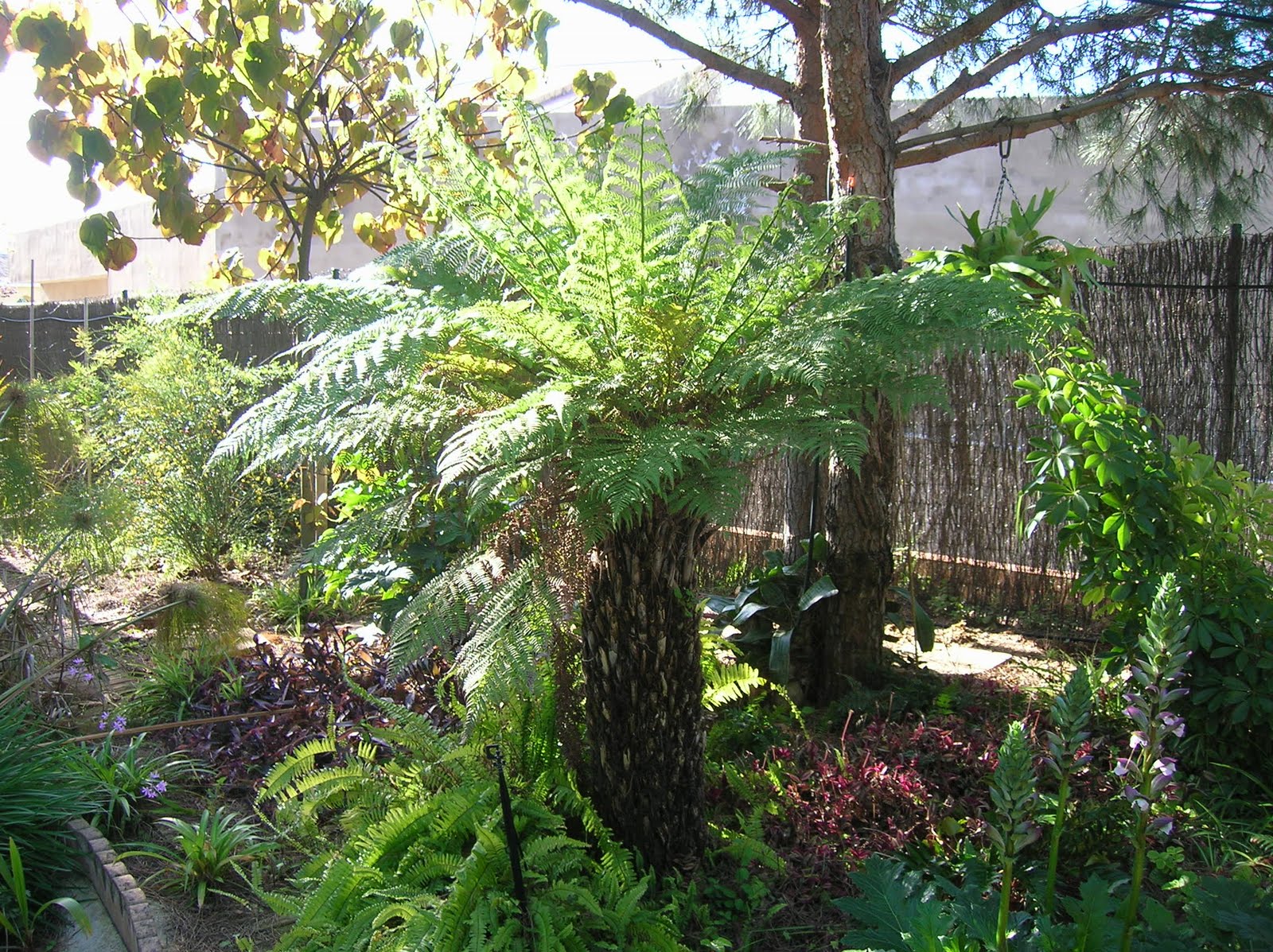 Recregarden: DICKSONIA FIBROSA