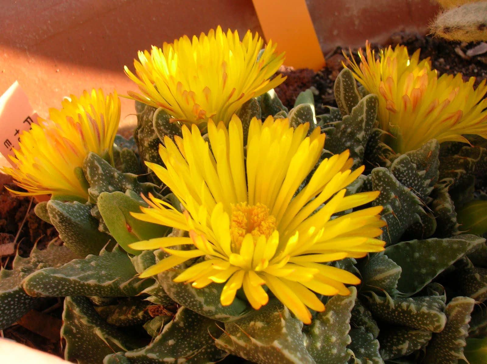 Recregarden: FAUCARIA FELINA