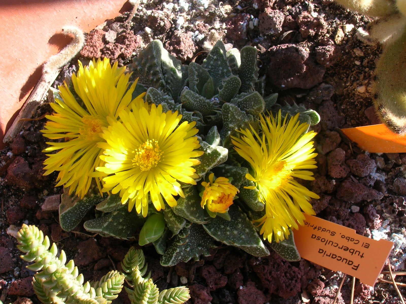 Recregarden: FAUCARIA FELINA