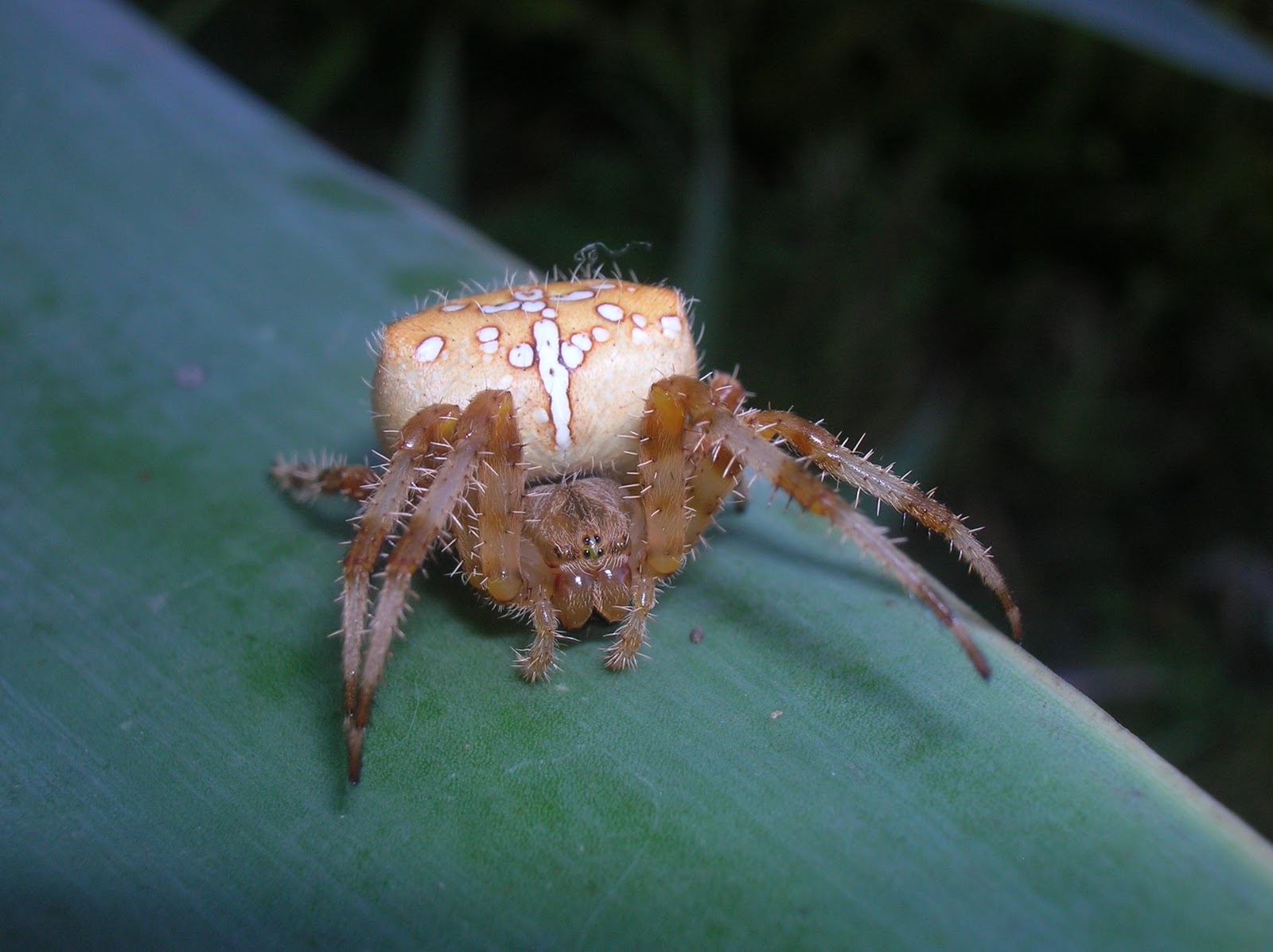 Recregarden: ARANEUS DIADEMATUS