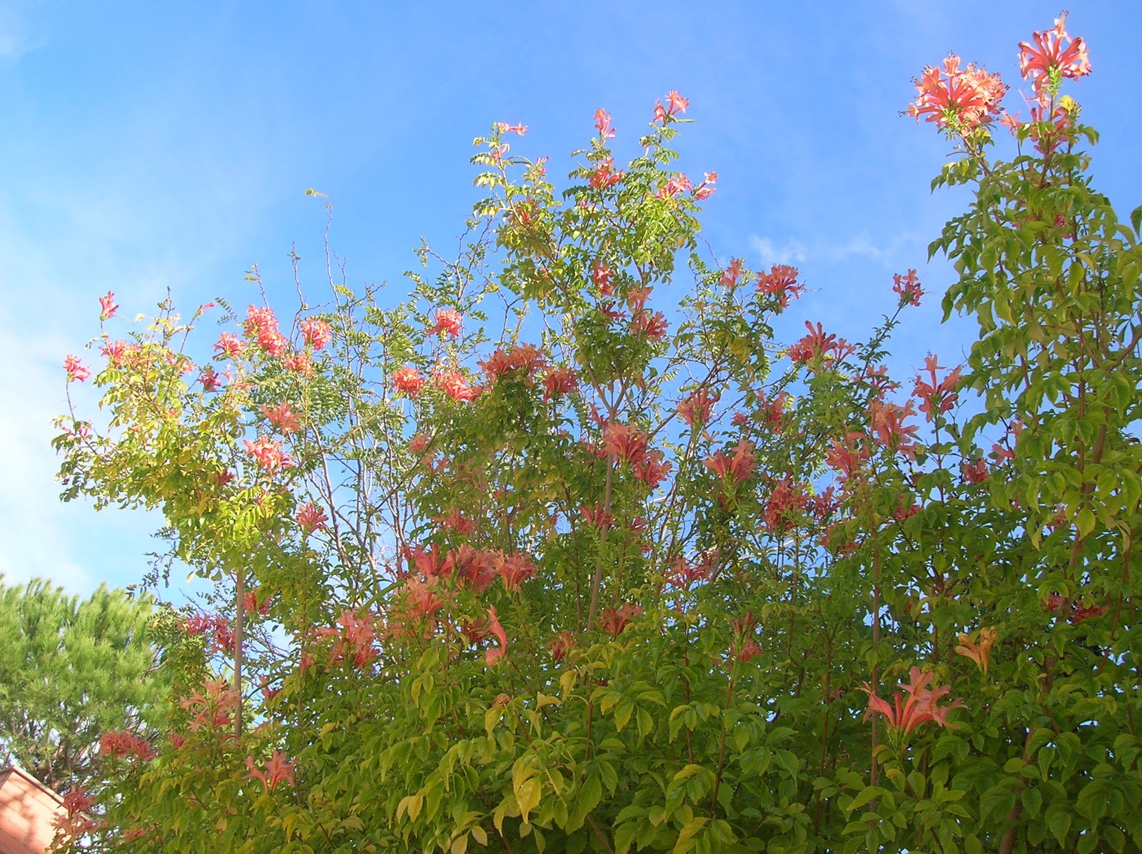 Recregarden: TECOMARIA CAPENSIS