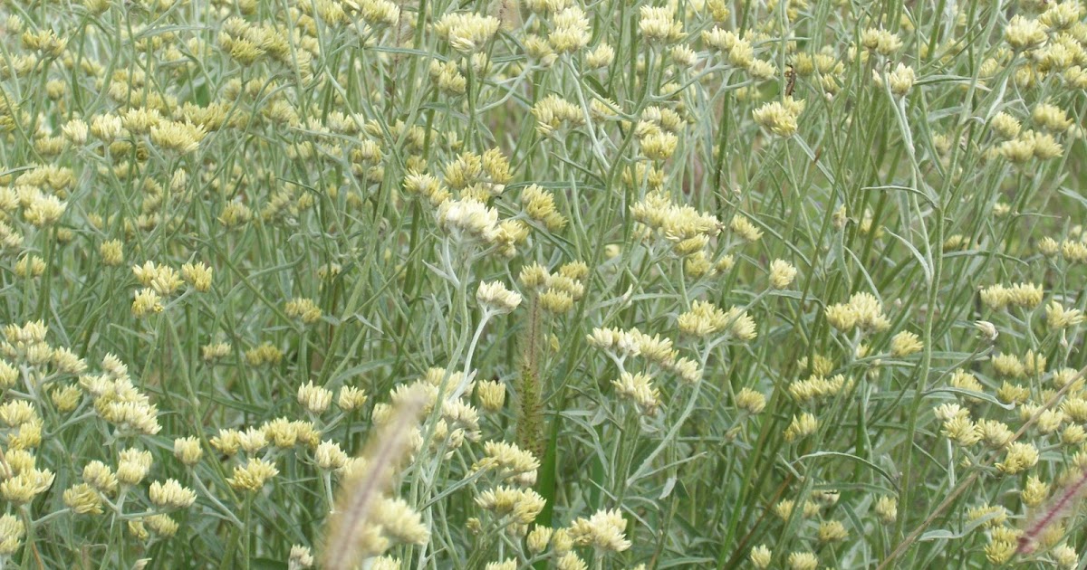 Plantas que Curam: MARCELA OU MACELA