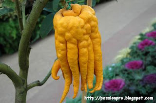 Passion Pro: Lemon or Octopus