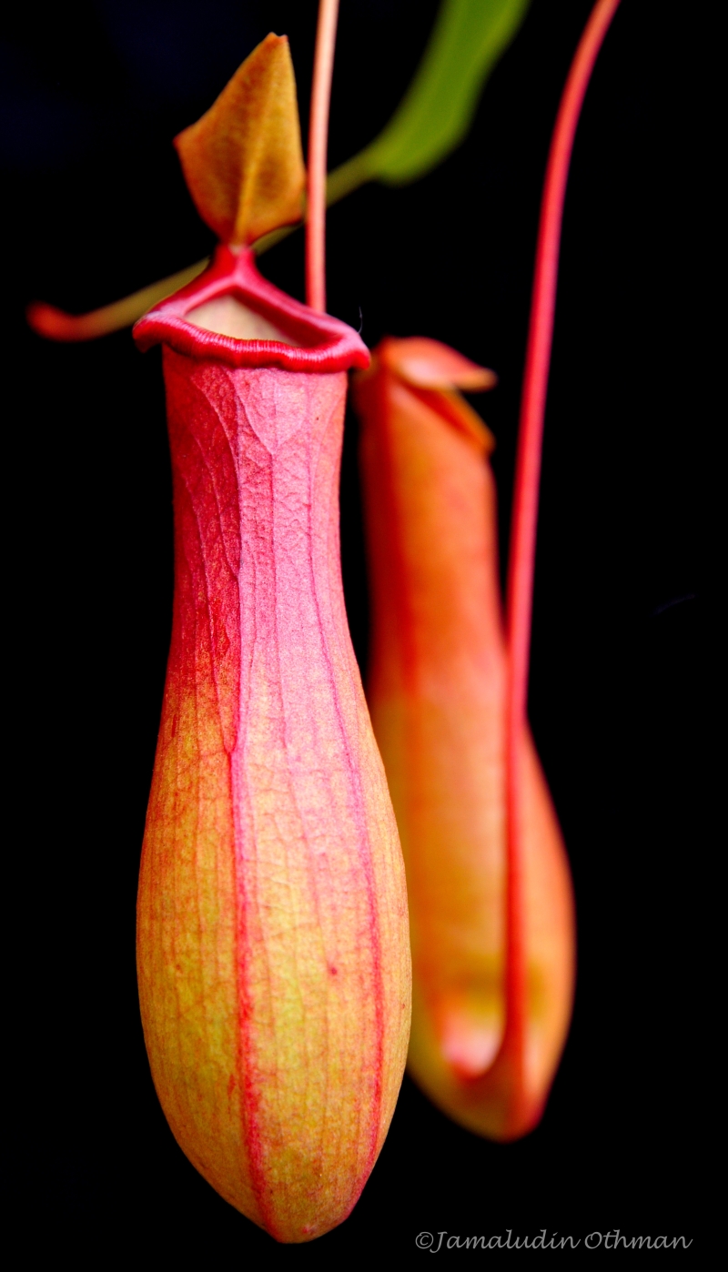 LENSA KAMERA: Periuk Kera (Naphentes Gracilis)