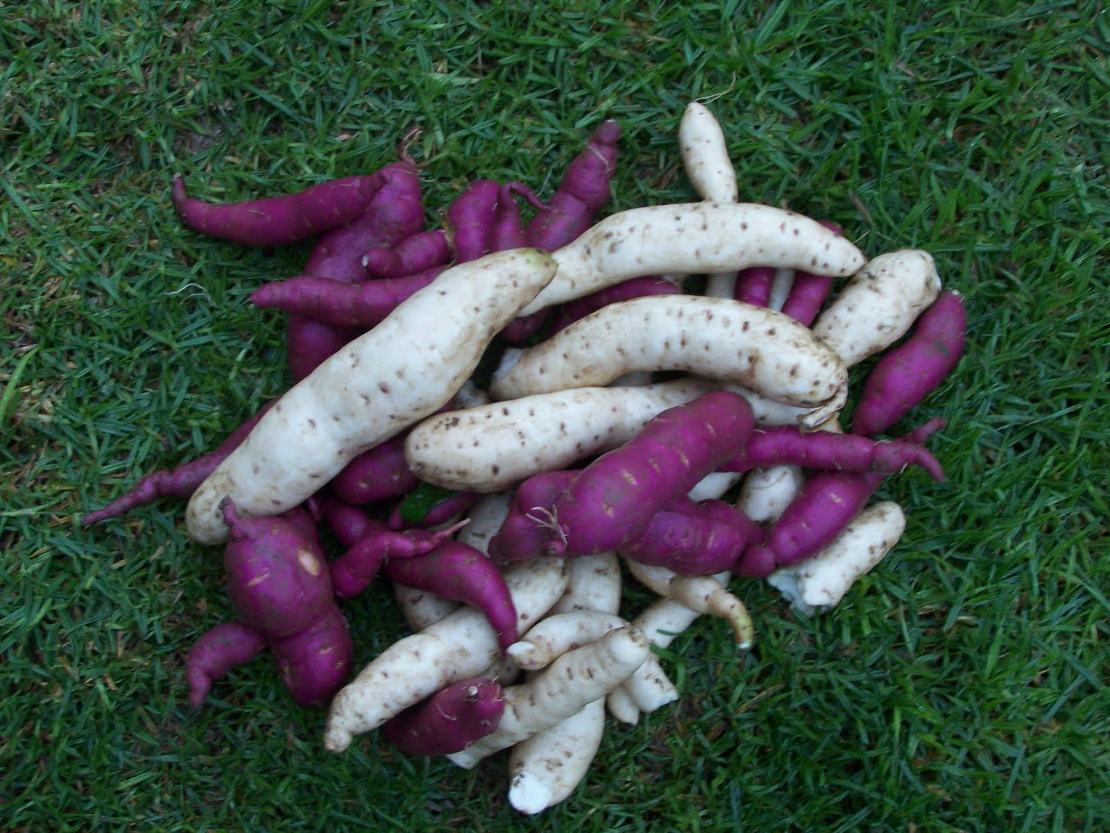 Bigg Fresh Farm: Sweet Tatie (Sweet Potato, Kumera)
