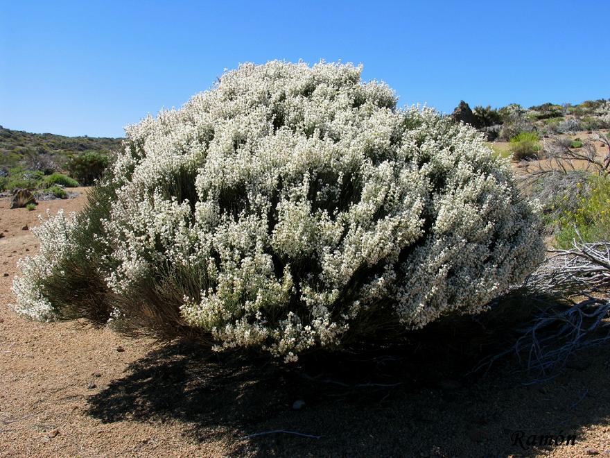 NUESTRA FLORA: RETAMA DEL TEIDE (Spartocytisus supranubius)