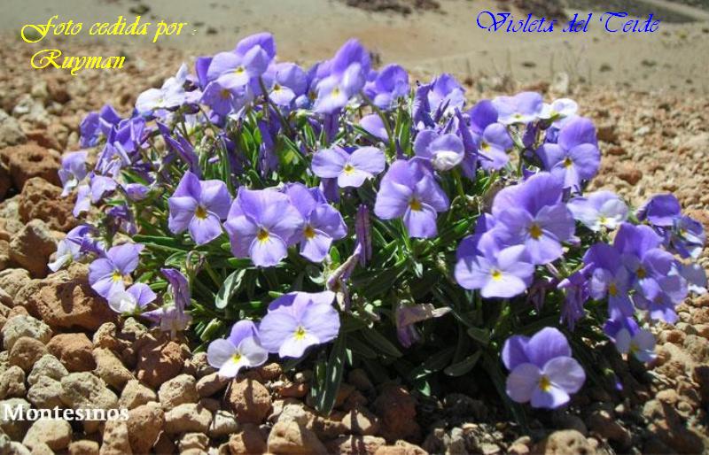 NUESTRA FLORA: VIOLETA DEL TEIDE (Viola cheiranthifolia)