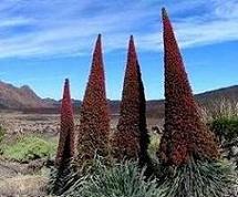 NUESTRA FLORA: VIOLETA DEL TEIDE (Viola cheiranthifolia)