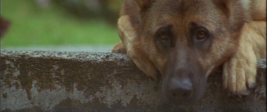 CINE-MISCREANT!!!: BAD MOON (1996)