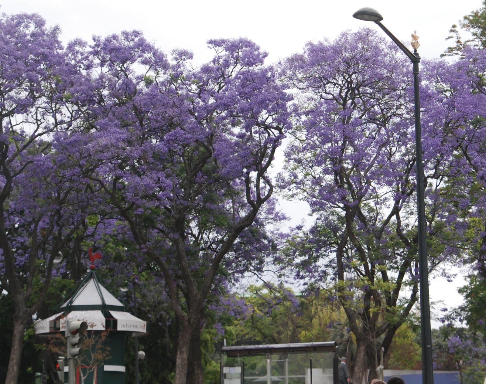 THREE OLD EMPIRES: Jacaranda Trees