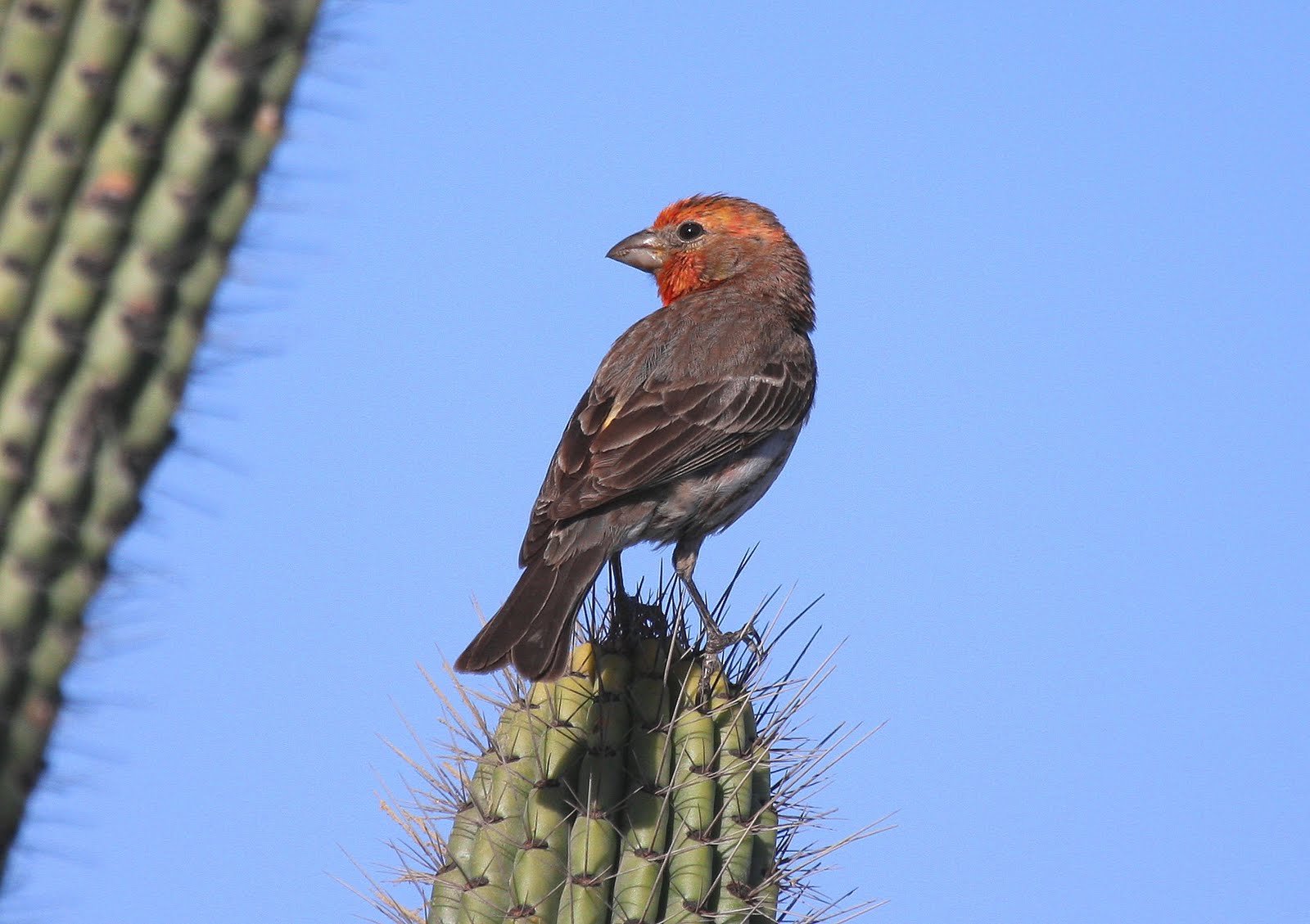 UK400ClubRareBirdAlert: MEXICAN HOUSE FINCH in South Devon and the ...