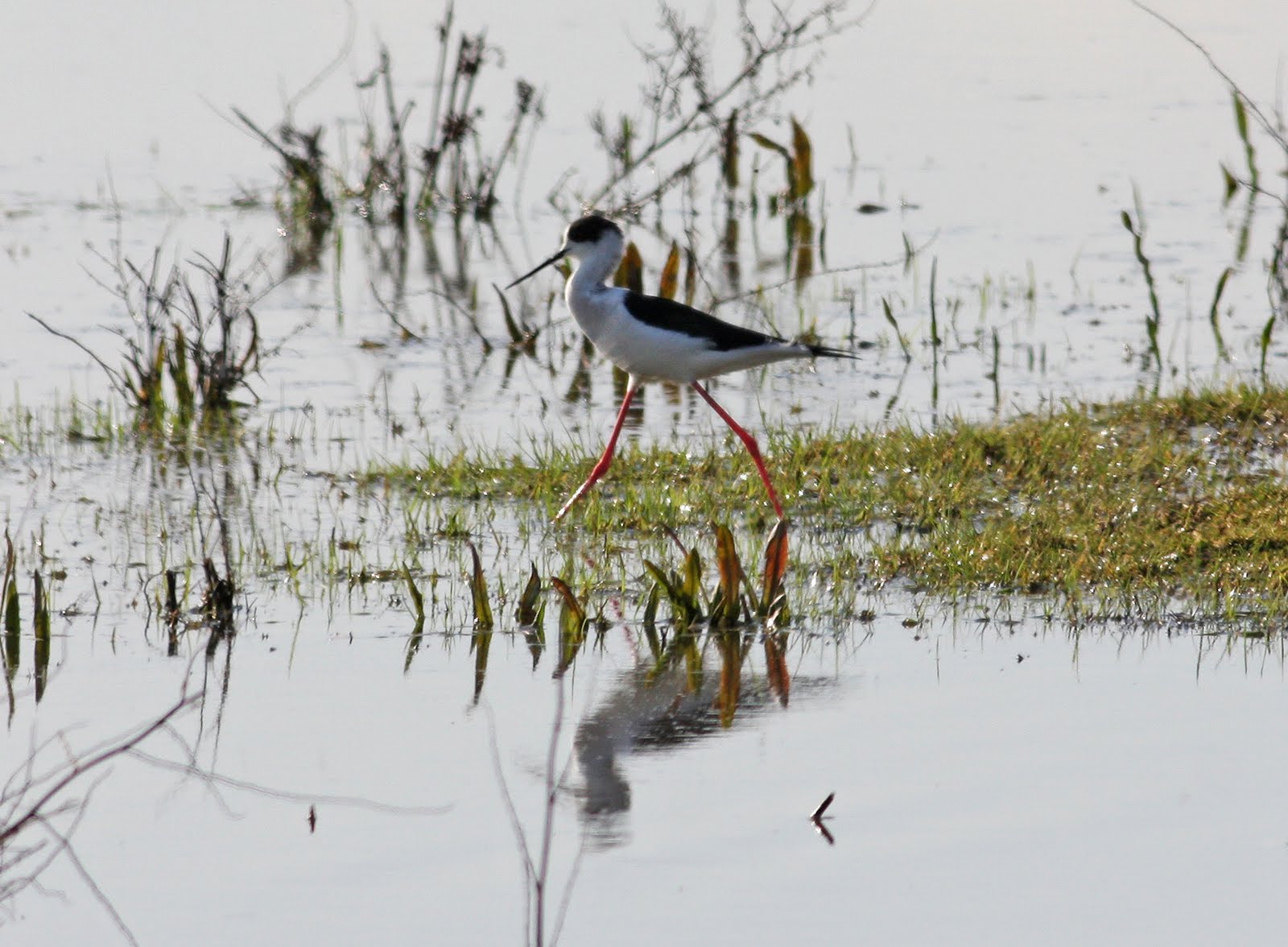 THE DIARY OF AN OBSESSIVE TWITCHER: BLACK-WINGED STILT - species 241