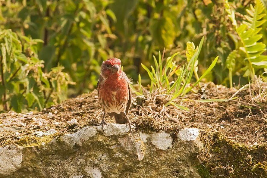 RARE BIRDS IN BRITAIN: The South Devon HOUSE FINCH
