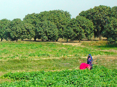 Rural Vs Urban Political Divide In Pakistan