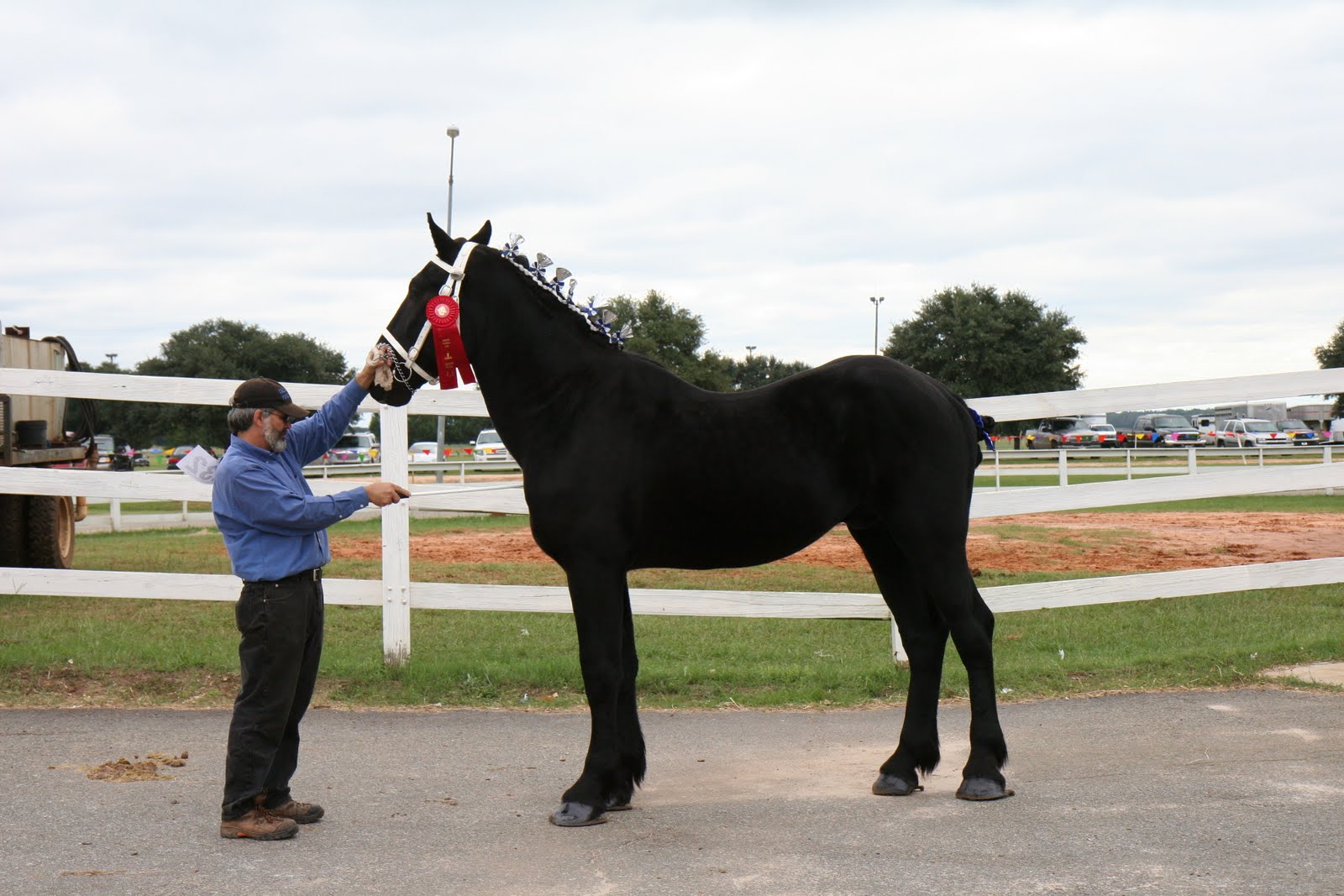 Cielo Azure Percherons: Grooming Percherons for Show