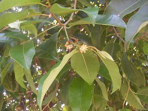 Kenali Malaysia (Tourism Malaysia): Bunga Tanjung