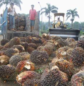 safety net ( jaring pengaman sawit )