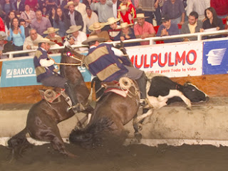 DEFENDAMOS LOS ANIMALES: El Rodeo Chileno