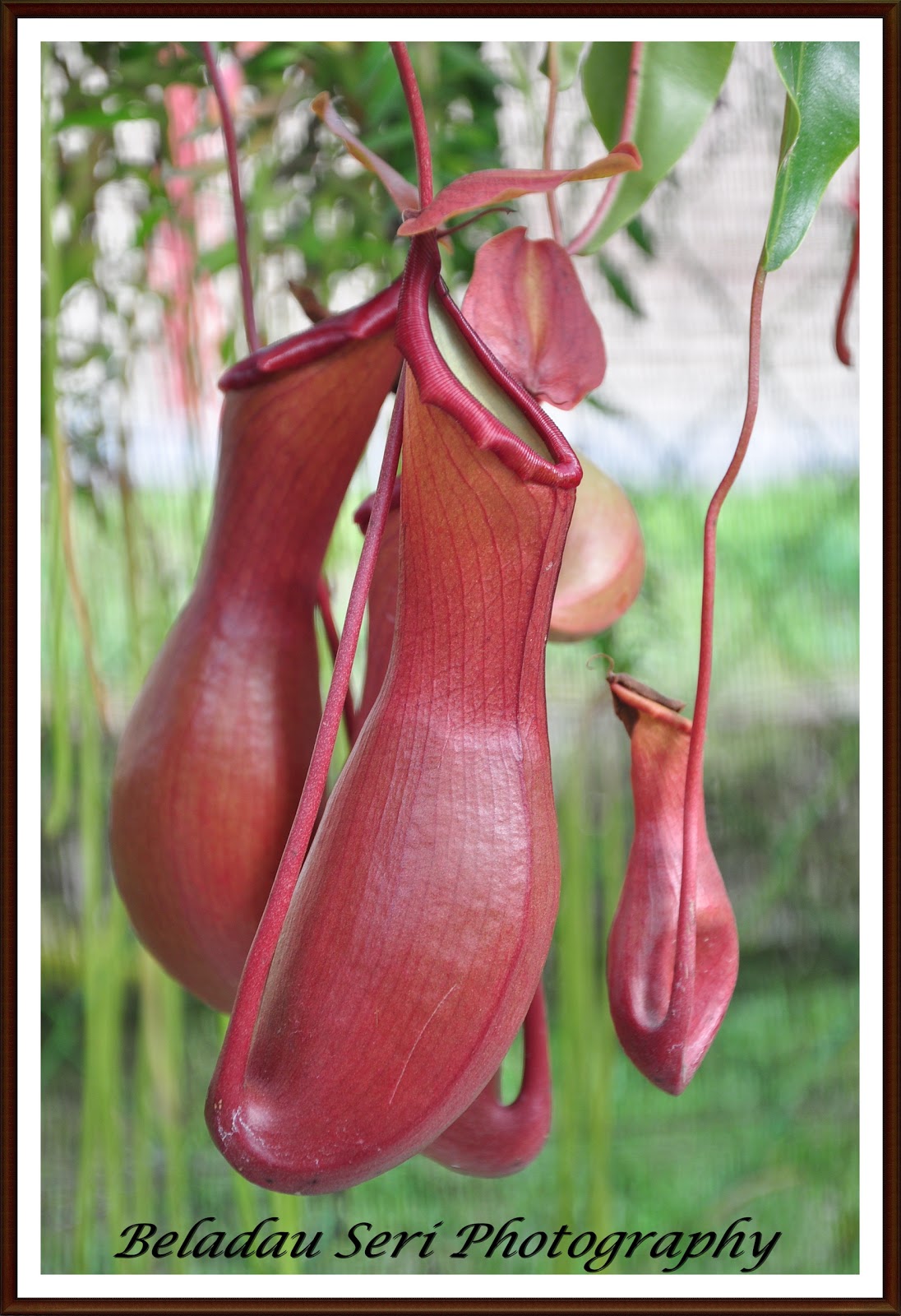 Beladau Seri: Periuk Kera