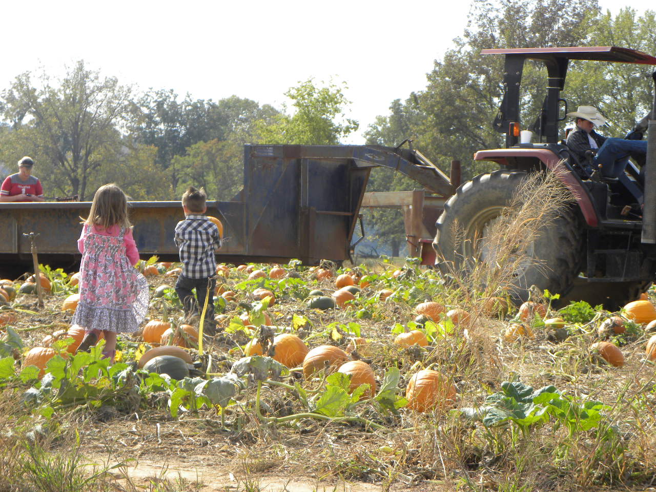 Happytimes of Mindy, Seth, and Elem: Pumpkins, hay rides, and pony rides