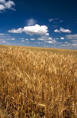Geography of Nebraska: Ch. 11 The Agricultural Core