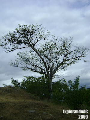 Explorando: Guaytán