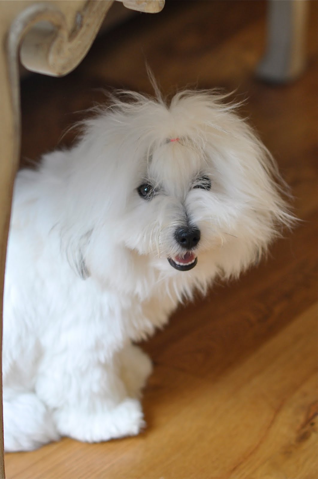 Coton de Tulear(Coton puppies) at Snowflower Cotons: Coton Puppy ...