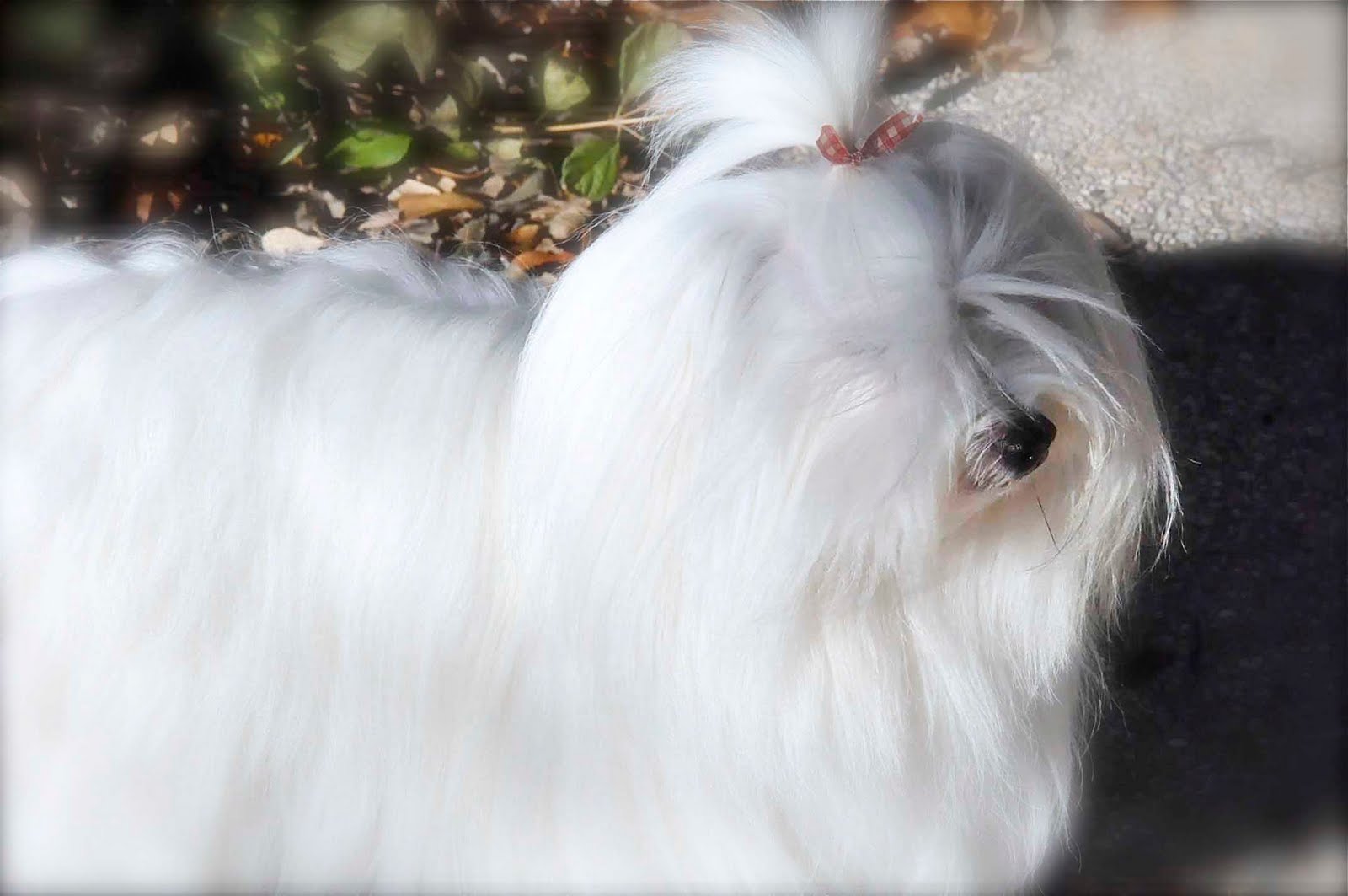 Coton de Tulear(Coton puppies) at Snowflower Cotons: Cotons and the ...