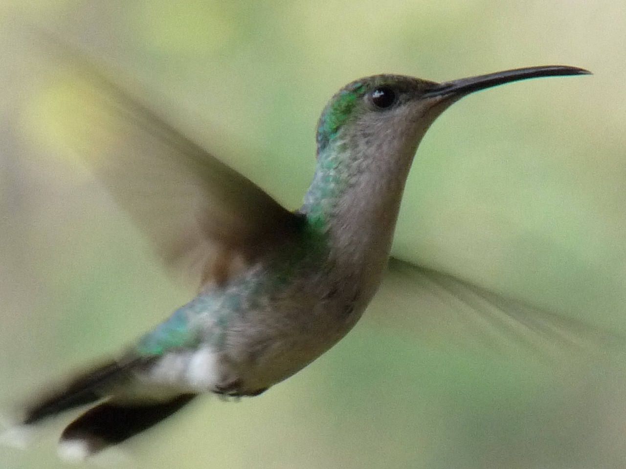 AVES VENEZOLANAS - Imagui