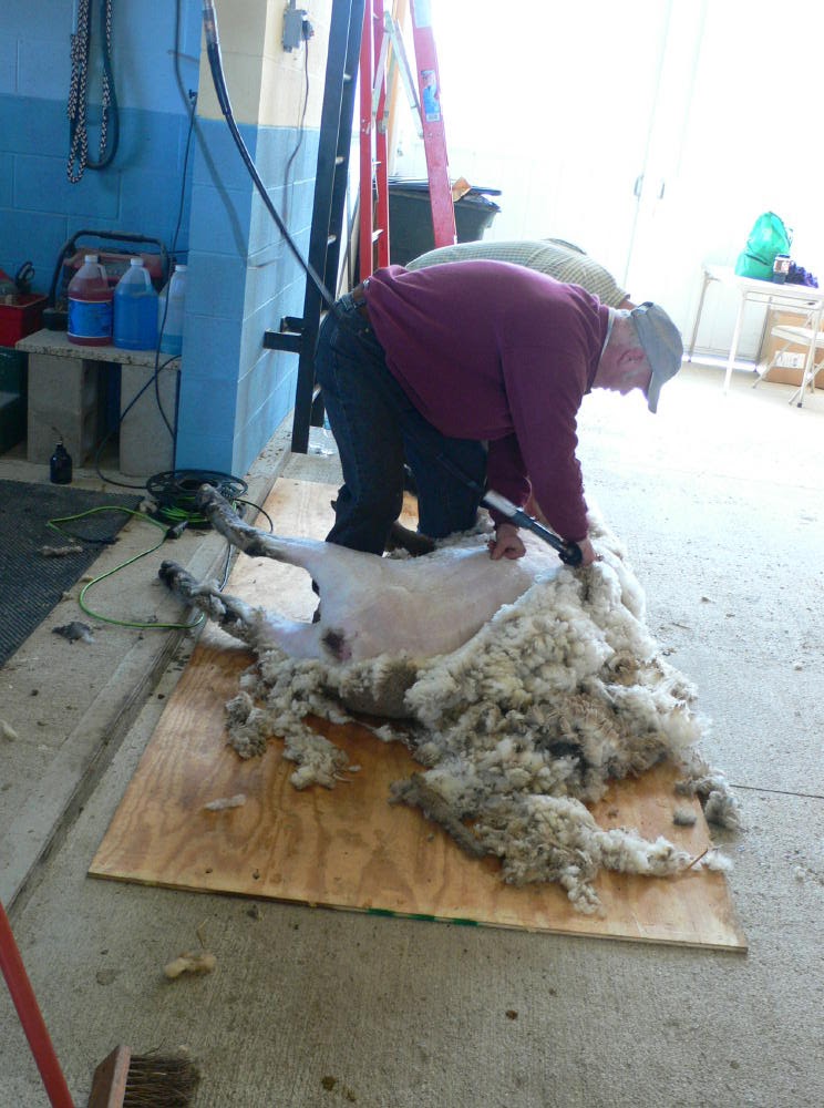 Ewe & I Farm: Beginning sheep shearing school