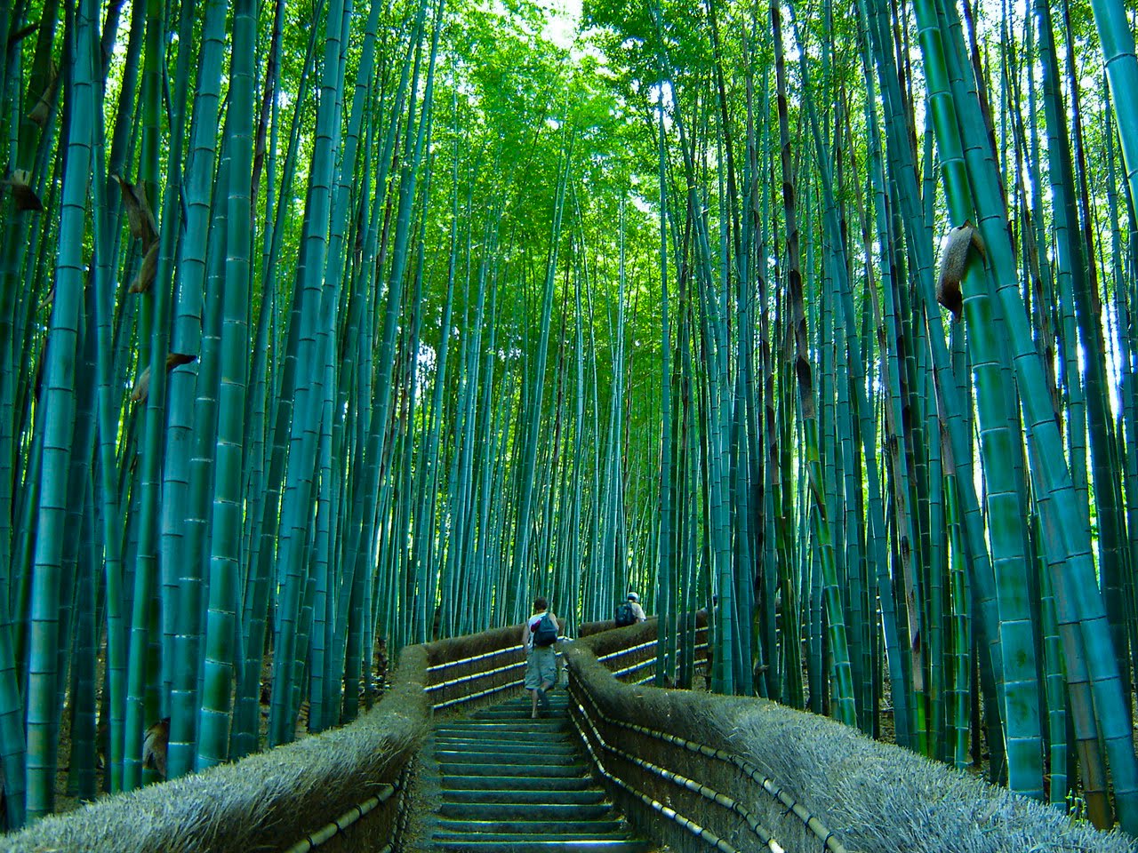 The Next Two-thirds.: Sagano Bamboo Forest