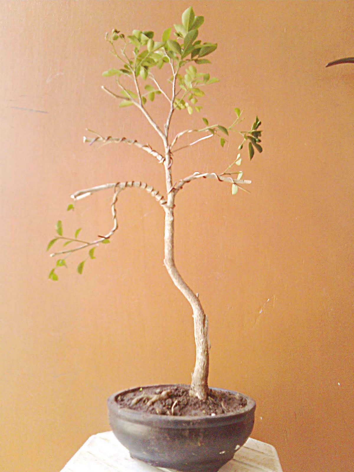 bonsaiar41.blogspot.com