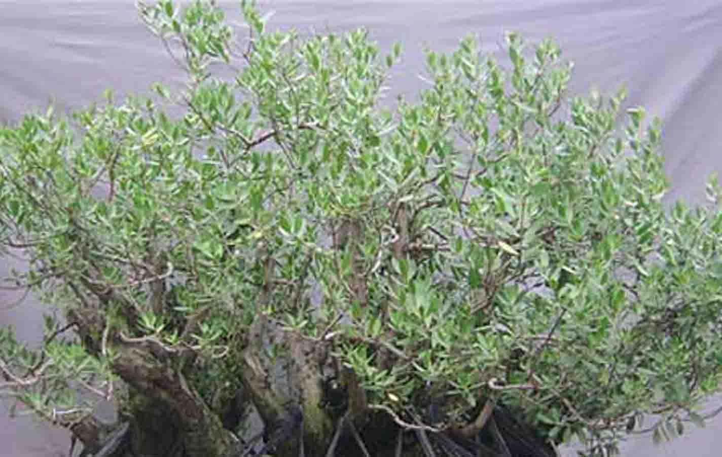 bonsaiar41.blogspot.com