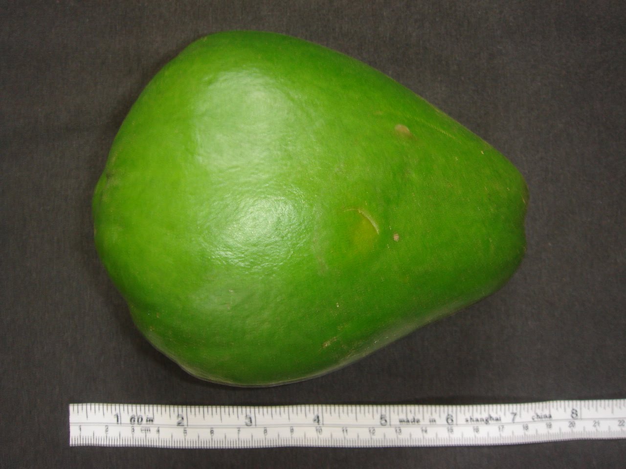 Chayote (Sechium edule) y tacaco (S. tacaco), Cucurbitaceae. Costa Rica ...