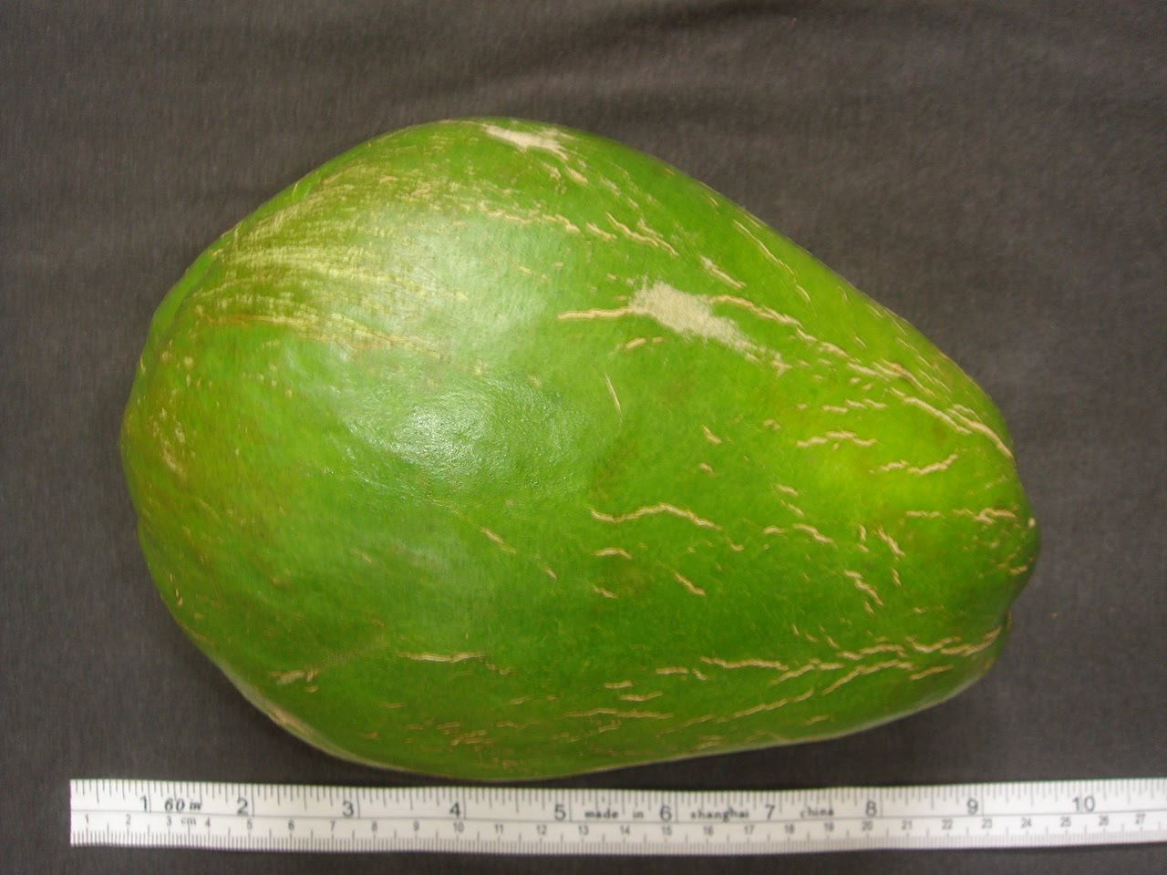 Chayote (Sechium edule) y tacaco (S. tacaco), Cucurbitaceae. Costa Rica ...