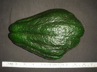 Chayote (Sechium edule) y tacaco (S. tacaco), Cucurbitaceae. Costa Rica ...