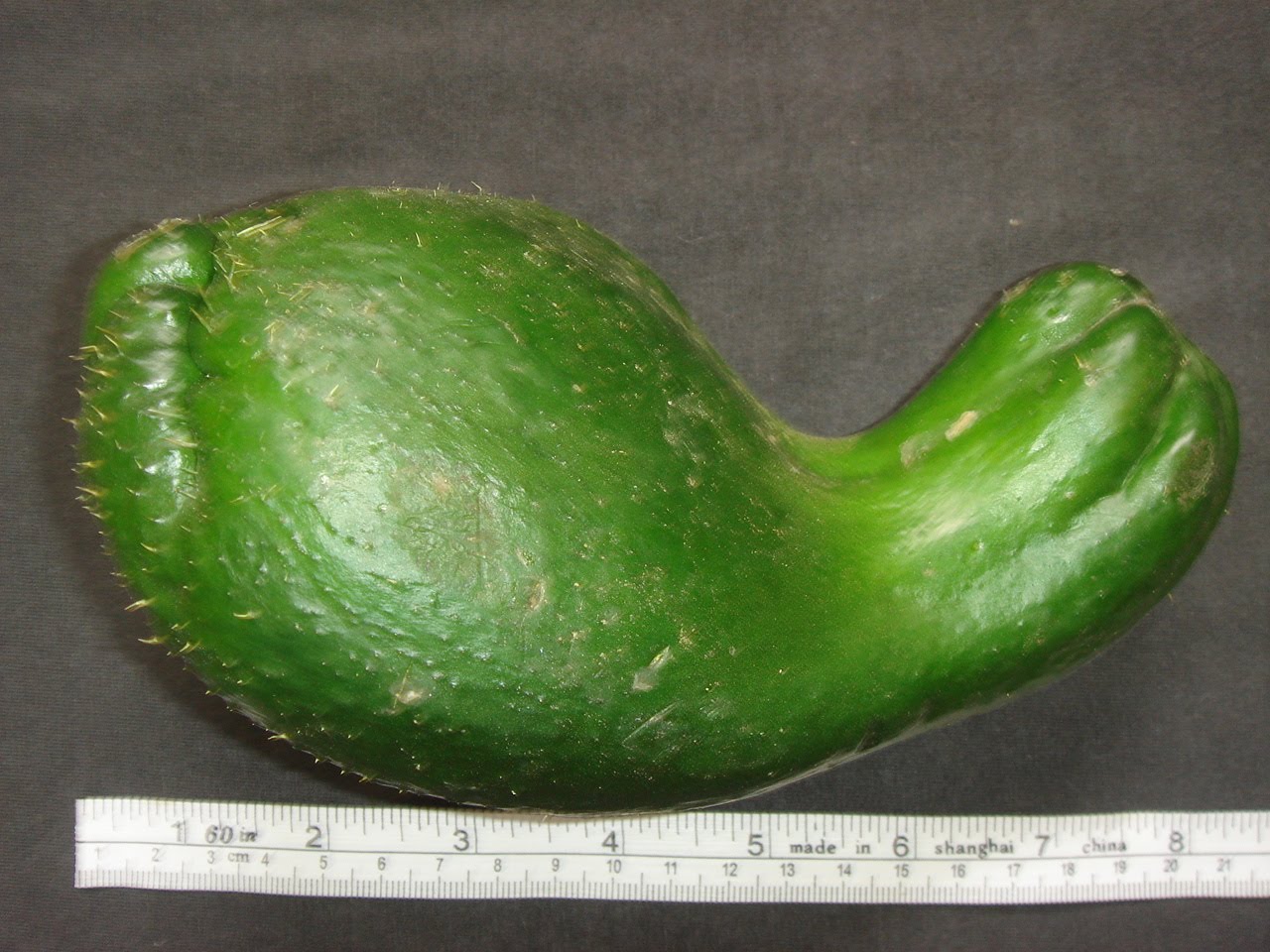 Chayote (Sechium edule) y tacaco (S. tacaco), Cucurbitaceae. Costa Rica ...