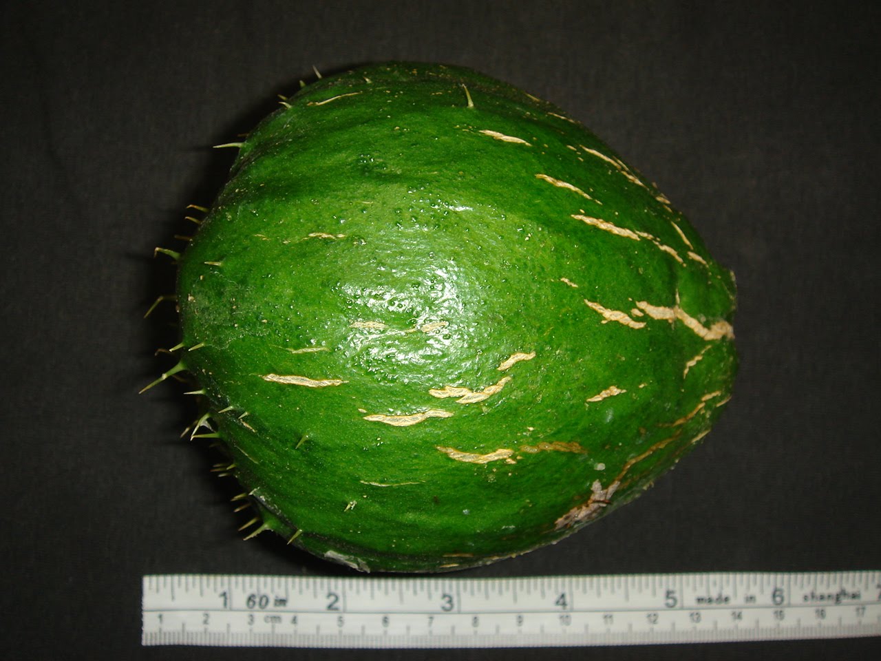 Chayote (Sechium edule) y tacaco (S. tacaco), Cucurbitaceae. Costa Rica ...