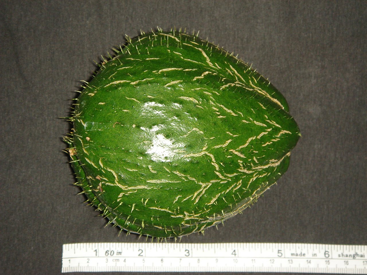 Chayote (Sechium edule) y tacaco (S. tacaco), Cucurbitaceae. Costa Rica ...