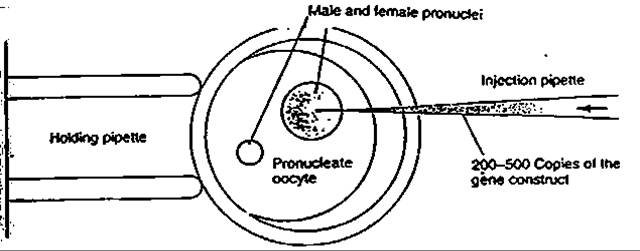 MASRIZAL@NET: Transgenik Mikroinjeksi Pada Ikan