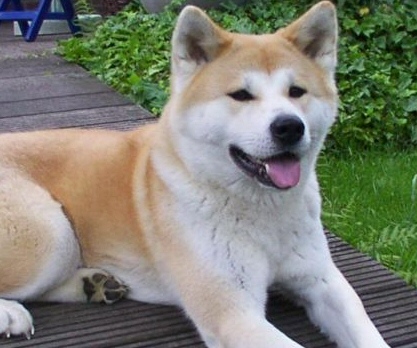 Clube do Akita: O Akita e sua evolução