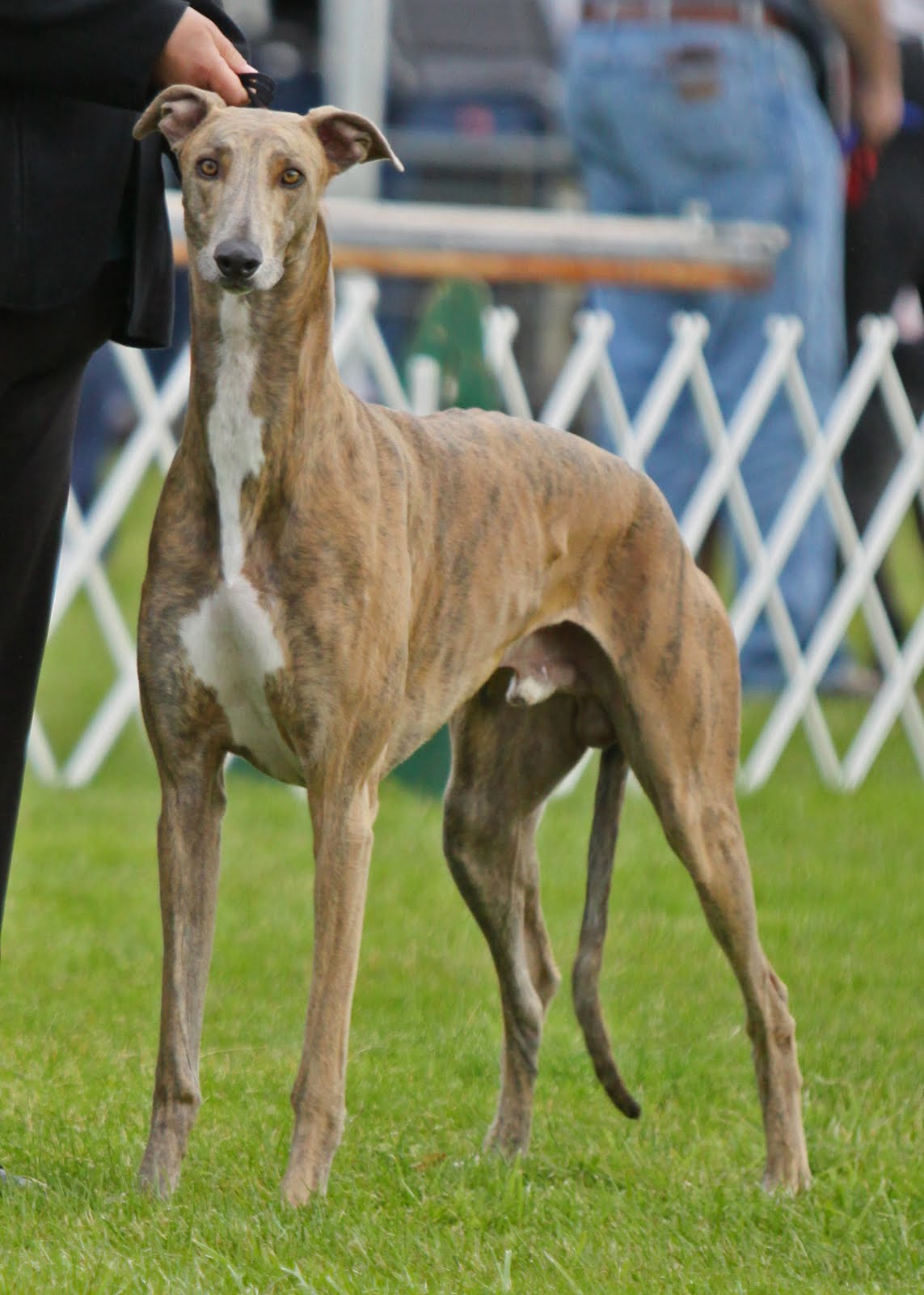 Greyhounds in the Mist: Well helllloooooo handsome.....