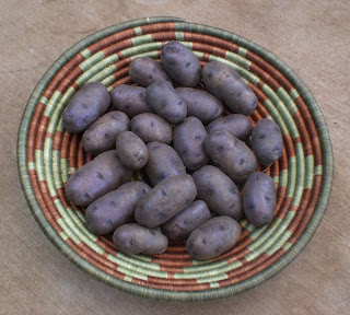 A Kitchen Garden in Kihei Maui: Growing Potatoes in Kihei